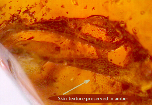 Frozen in Amber - Dedman College of Humanities and Sciences SMU